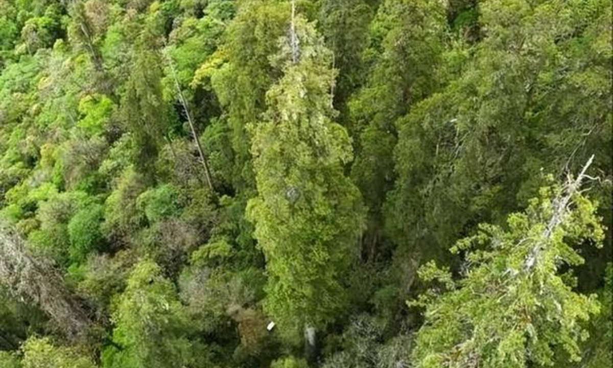 Cypress tree in Tibet declared Asia’s tallest in China’s tree politics ...
