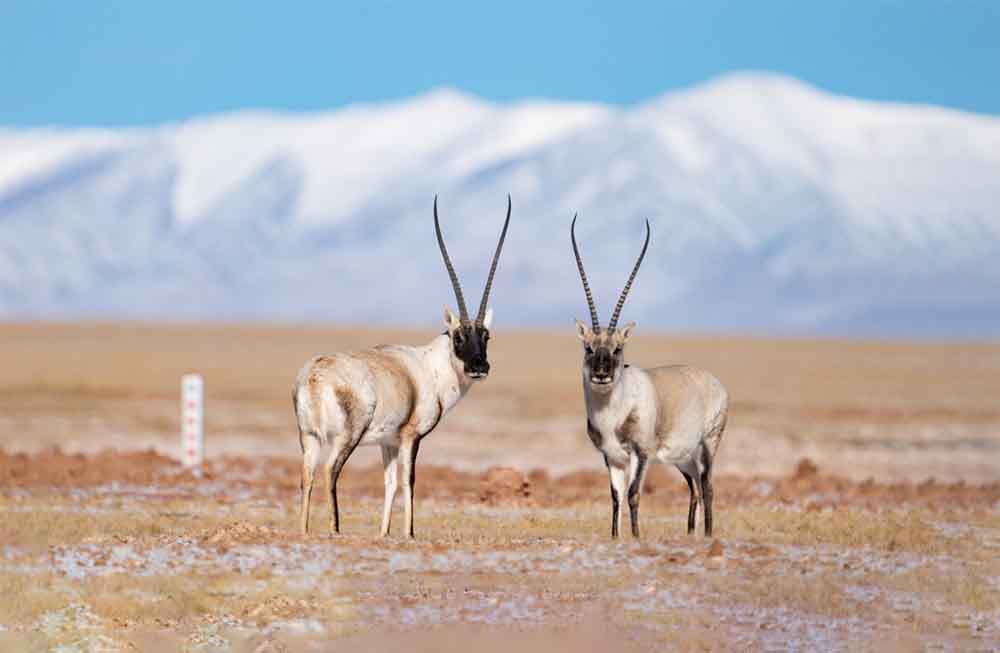 China targets Tibet to establish world’s largest national park system ...
